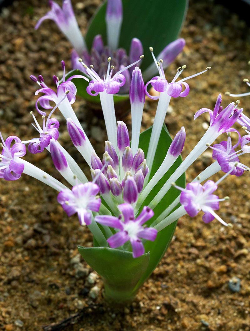 polyxena-ensifolia | Exoticbulbsandplants