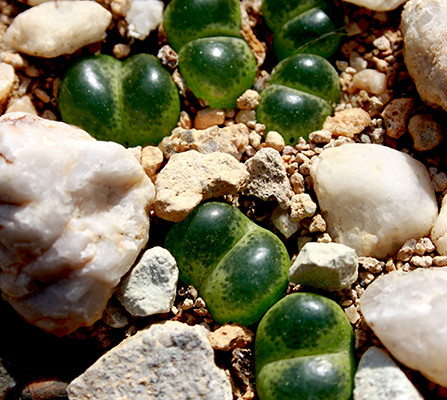 AIZOACEAE | Exotic bulbs and plants