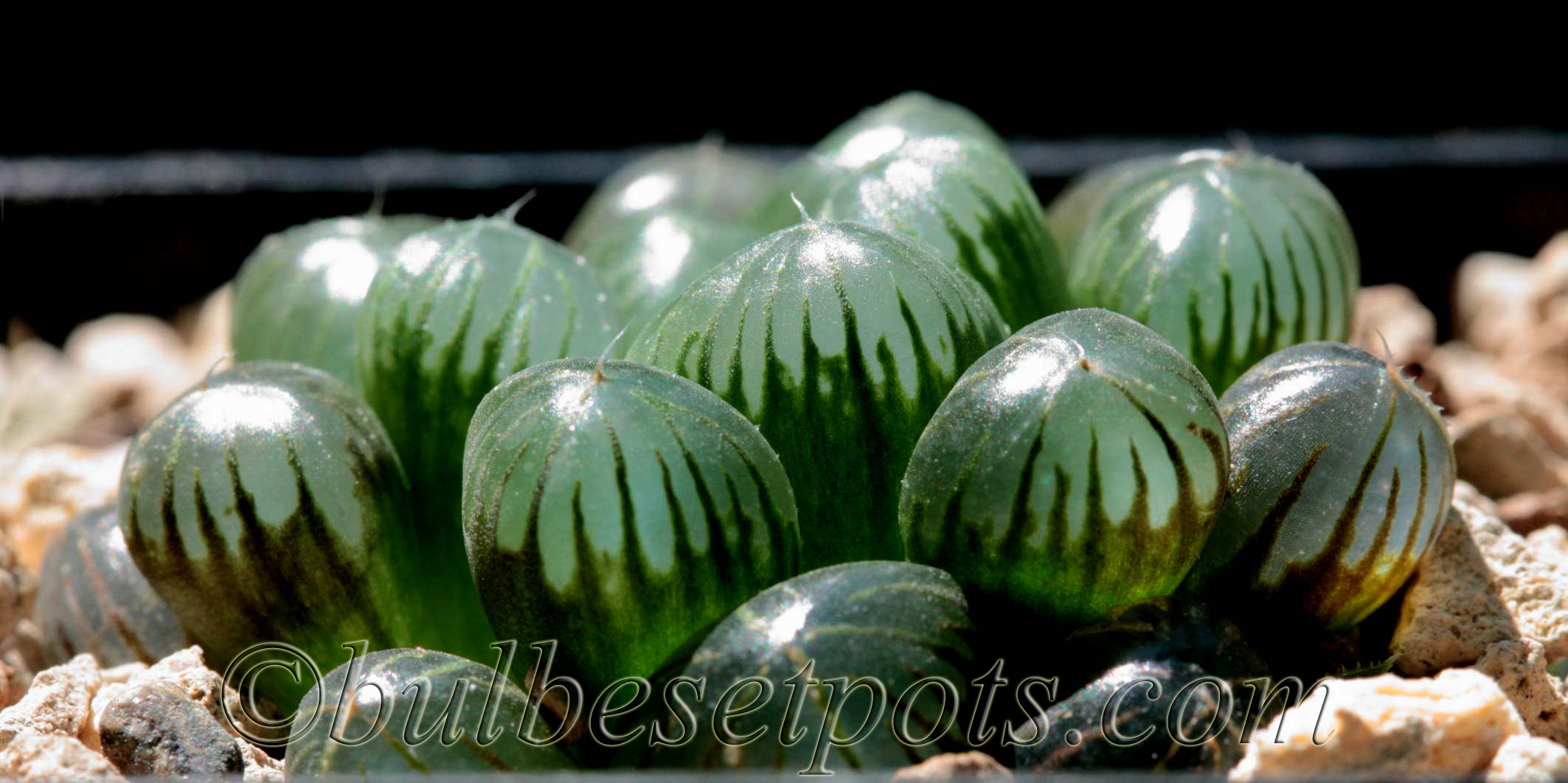 Haworthia cooperi ikra RIB0143 Bolo Nat Res | Exoticbulbsandplants