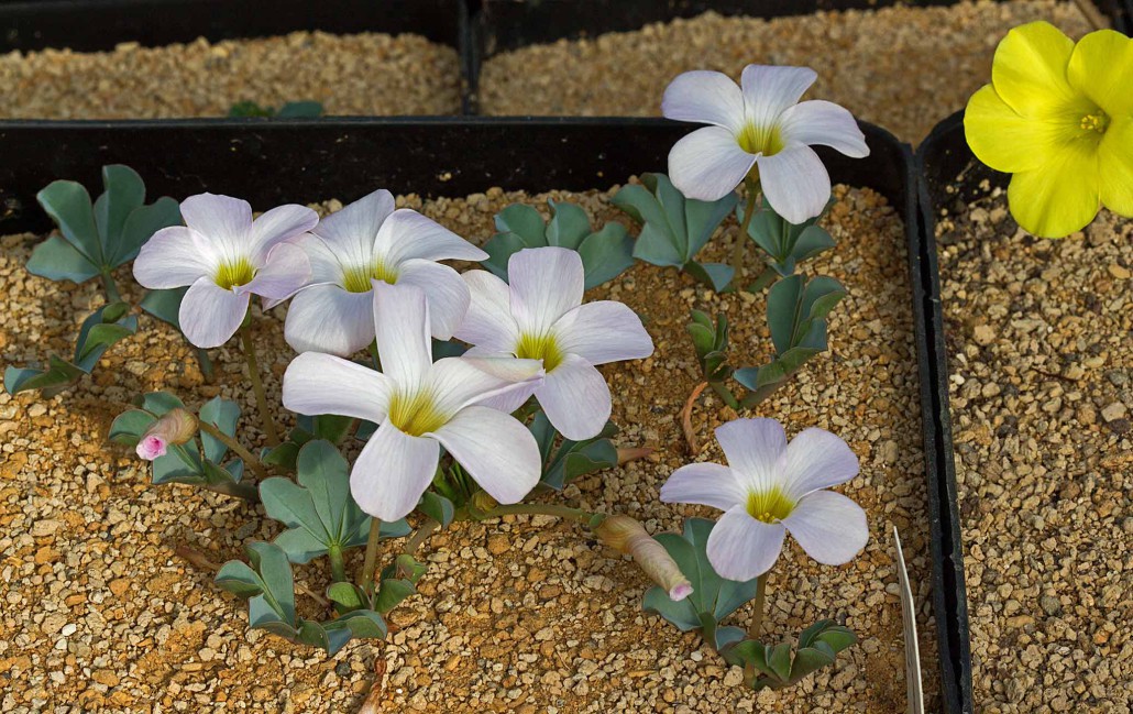 Oxalis flava lupinifolia rosea | Exoticbulbsandplants