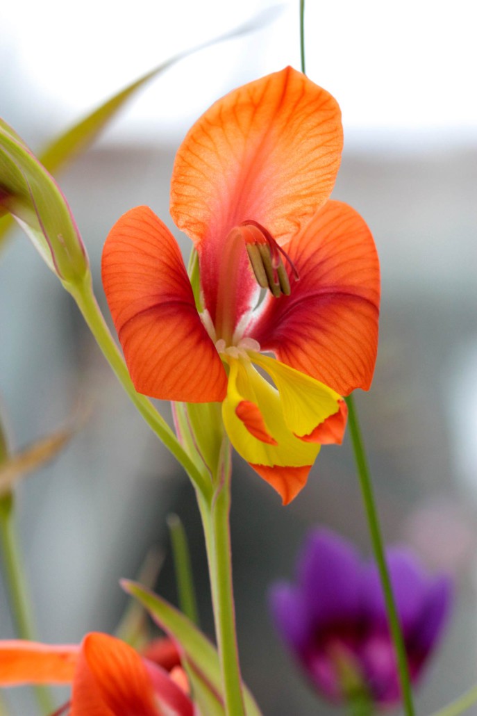 BULBES | Exotic bulbs and plants