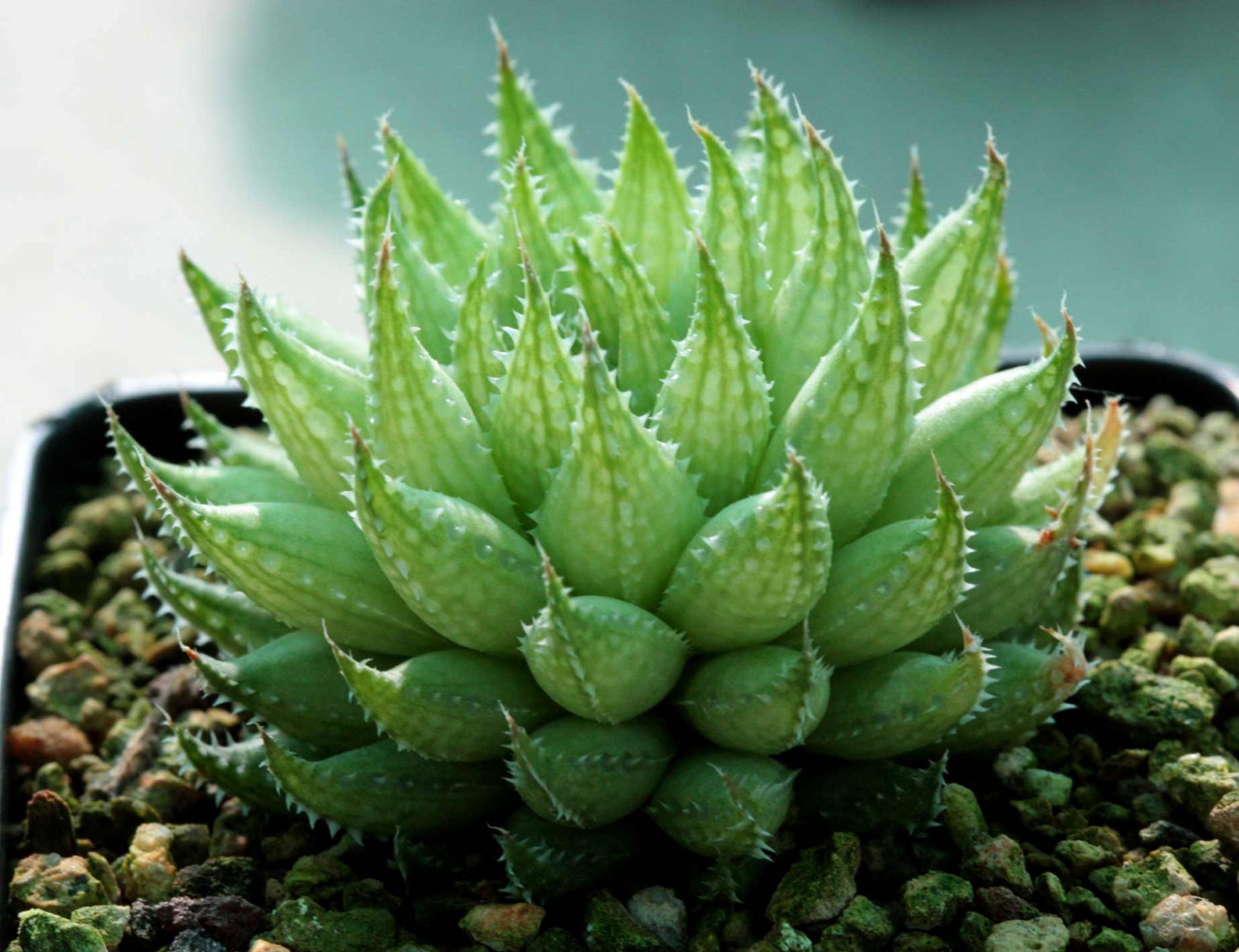 haworthia reticulata IB805 Nonna | Exoticbulbsandplants