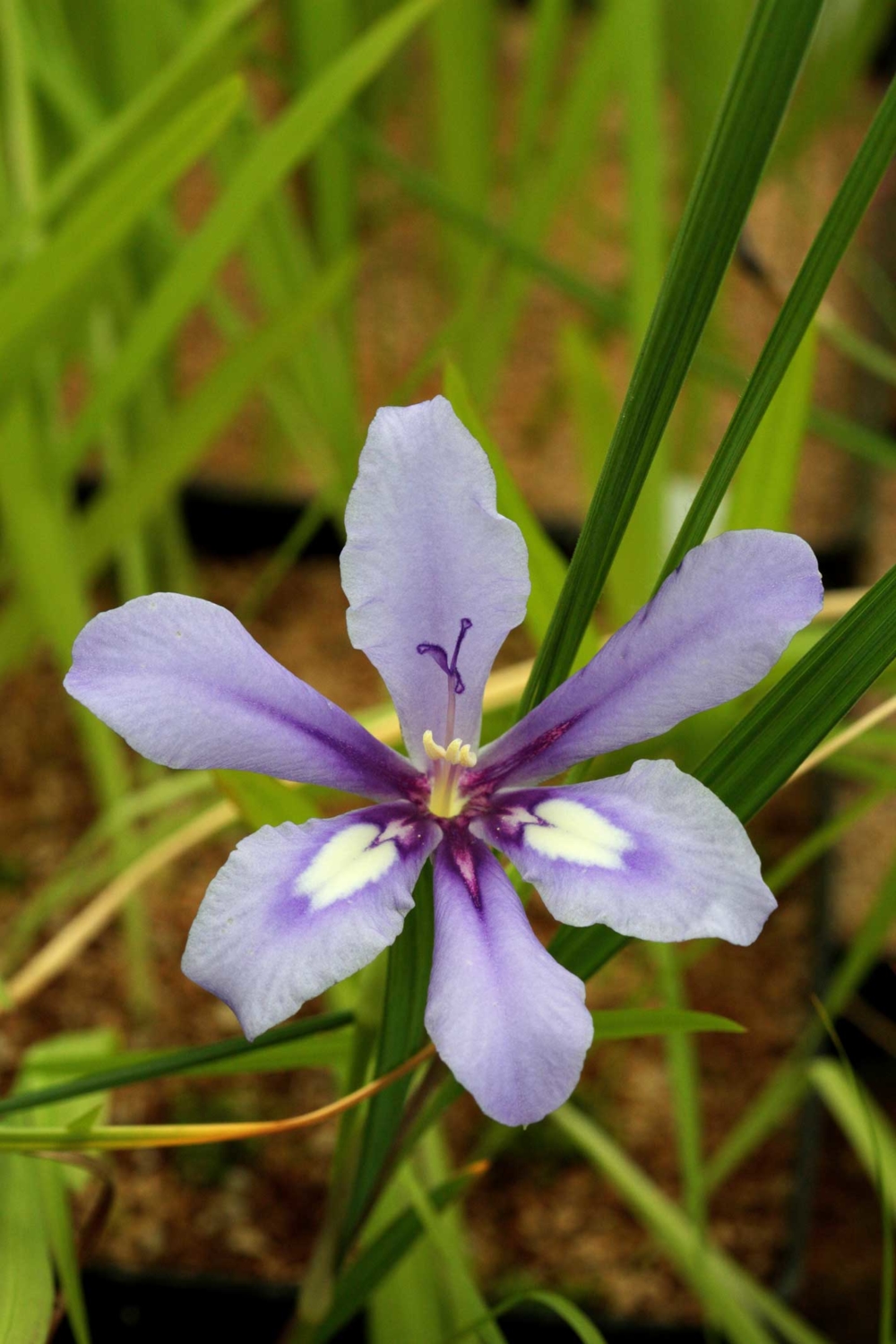 babiana sambucina 28 03 15 | Exoticbulbsandplants