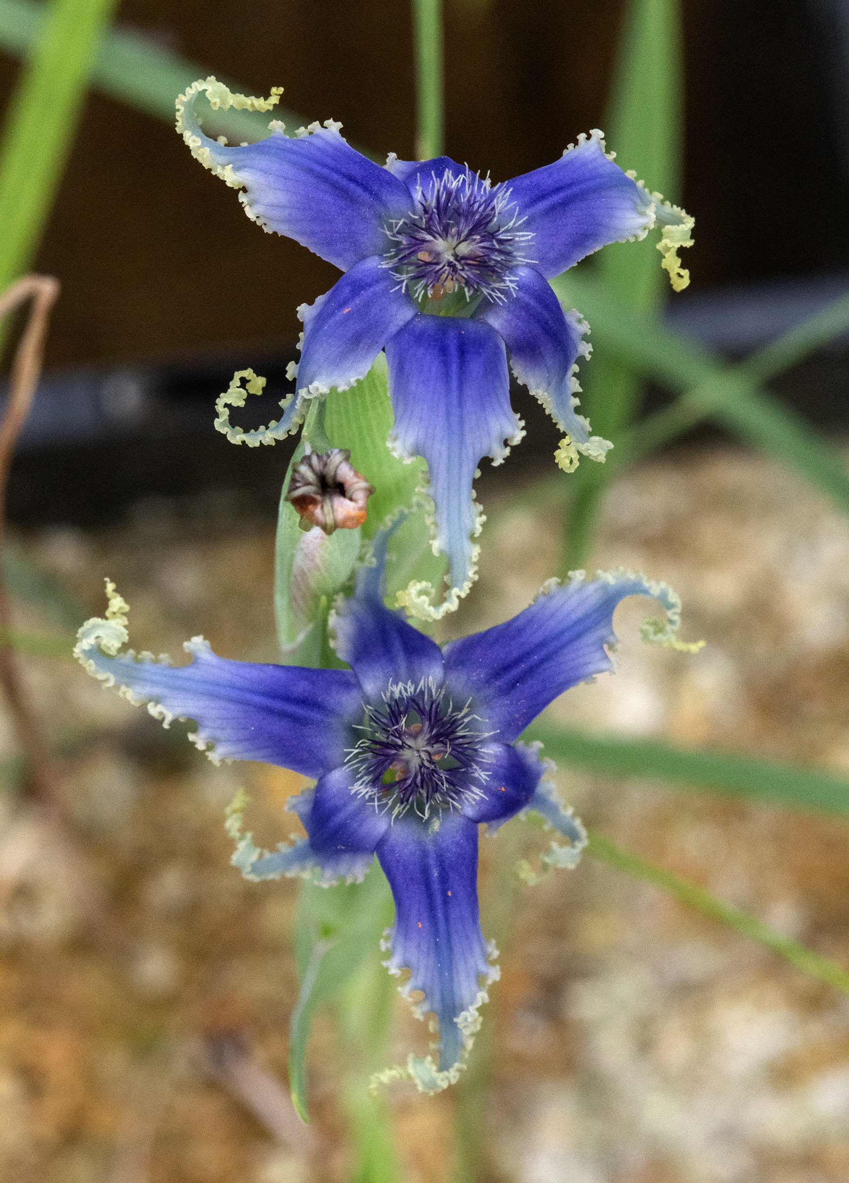 Ferraria uncinata 18 04 20 | Exoticbulbsandplants